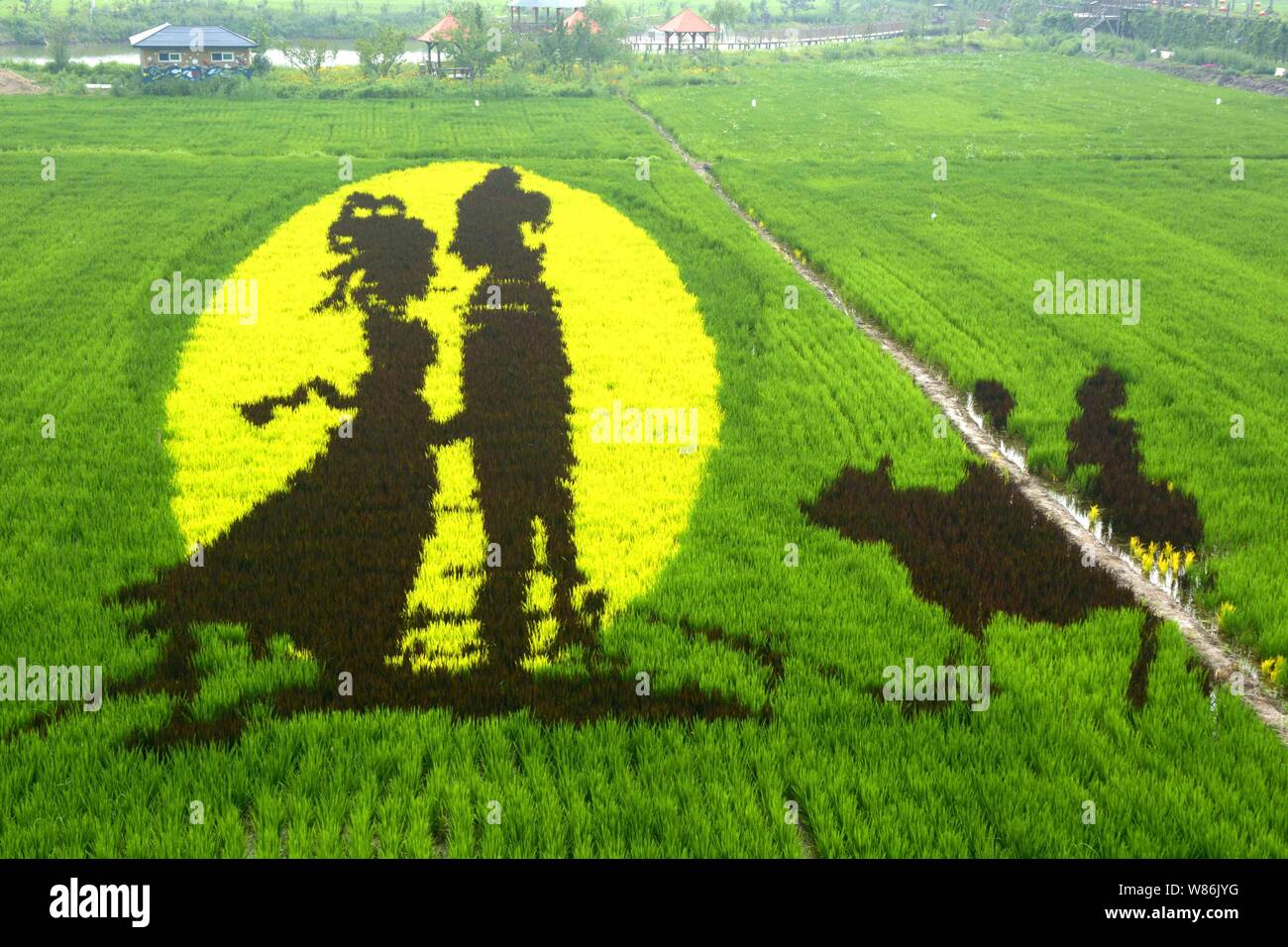 Rice paddy field painting hi-res stock photography and images - Alamy