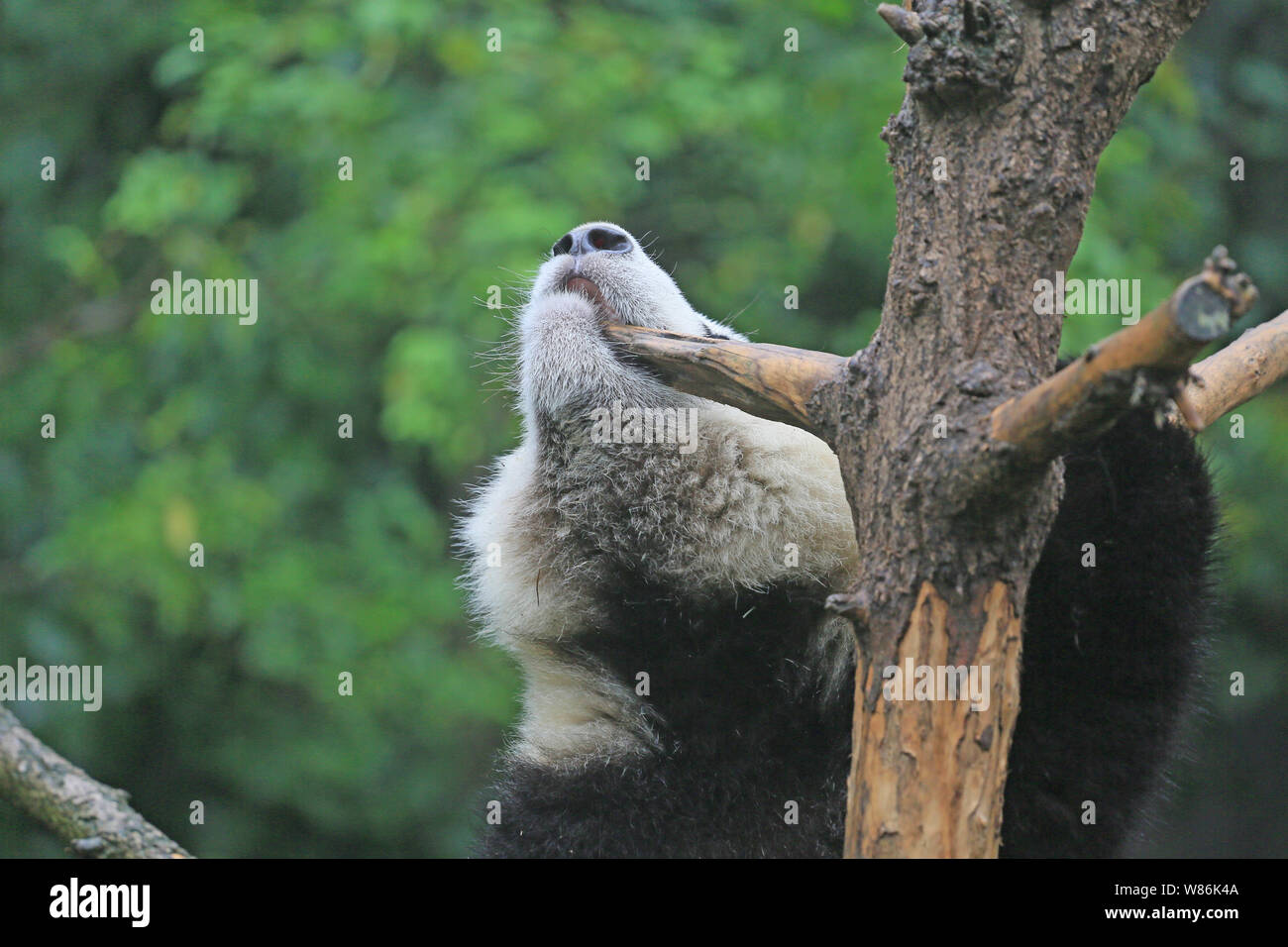 A giant panda bites a branch as it climbs a tree at the Chengdu ...