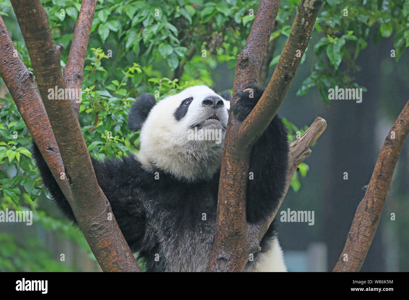 A giant panda climbs a tree at the Chengdu Research Base of Giant Panda ...