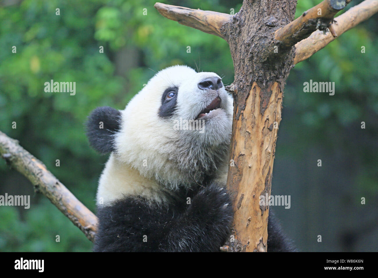 A giant panda climbs a tree at the Chengdu Research Base of Giant Panda ...