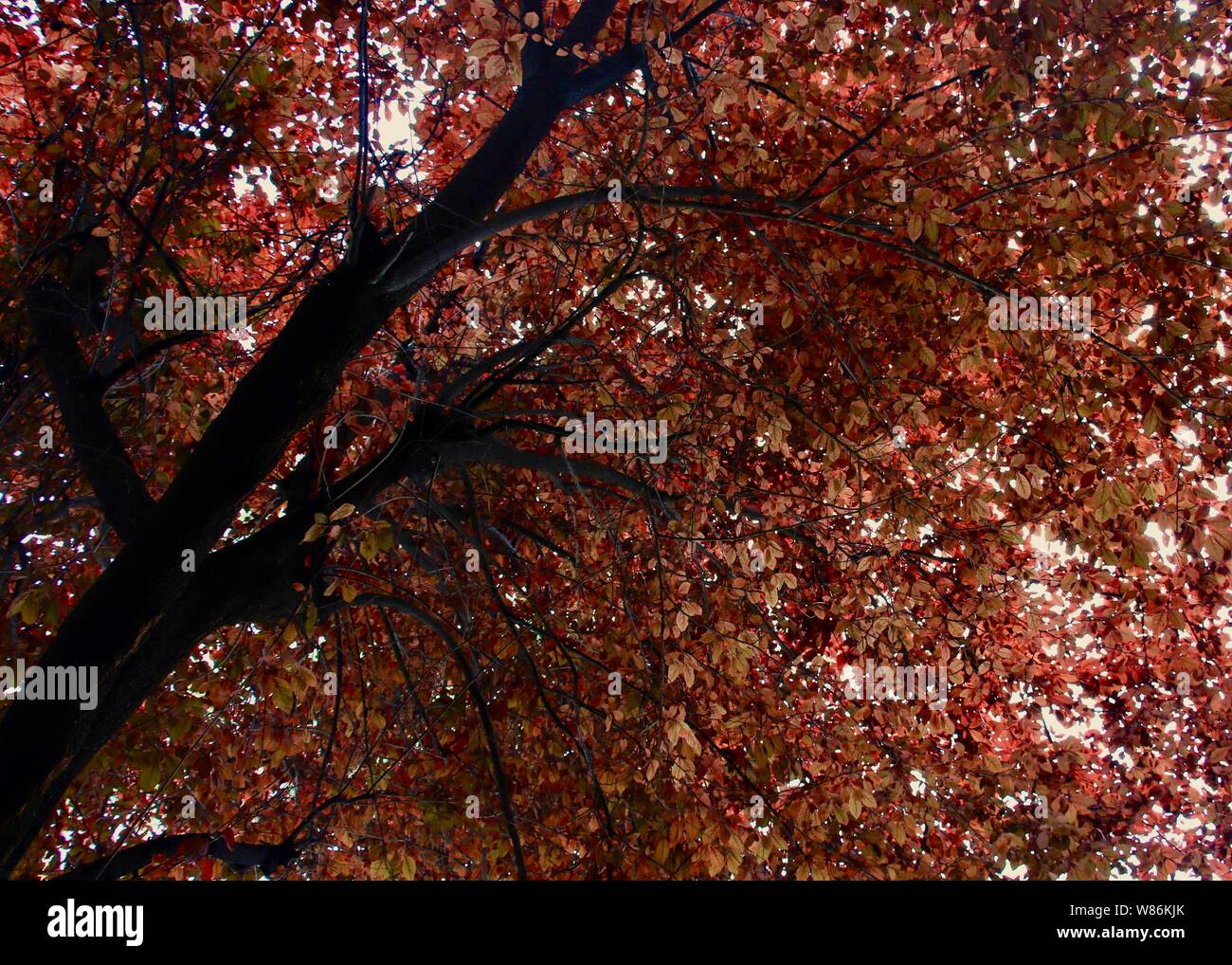 Tree leaves changing colours hi-res stock photography and images - Alamy