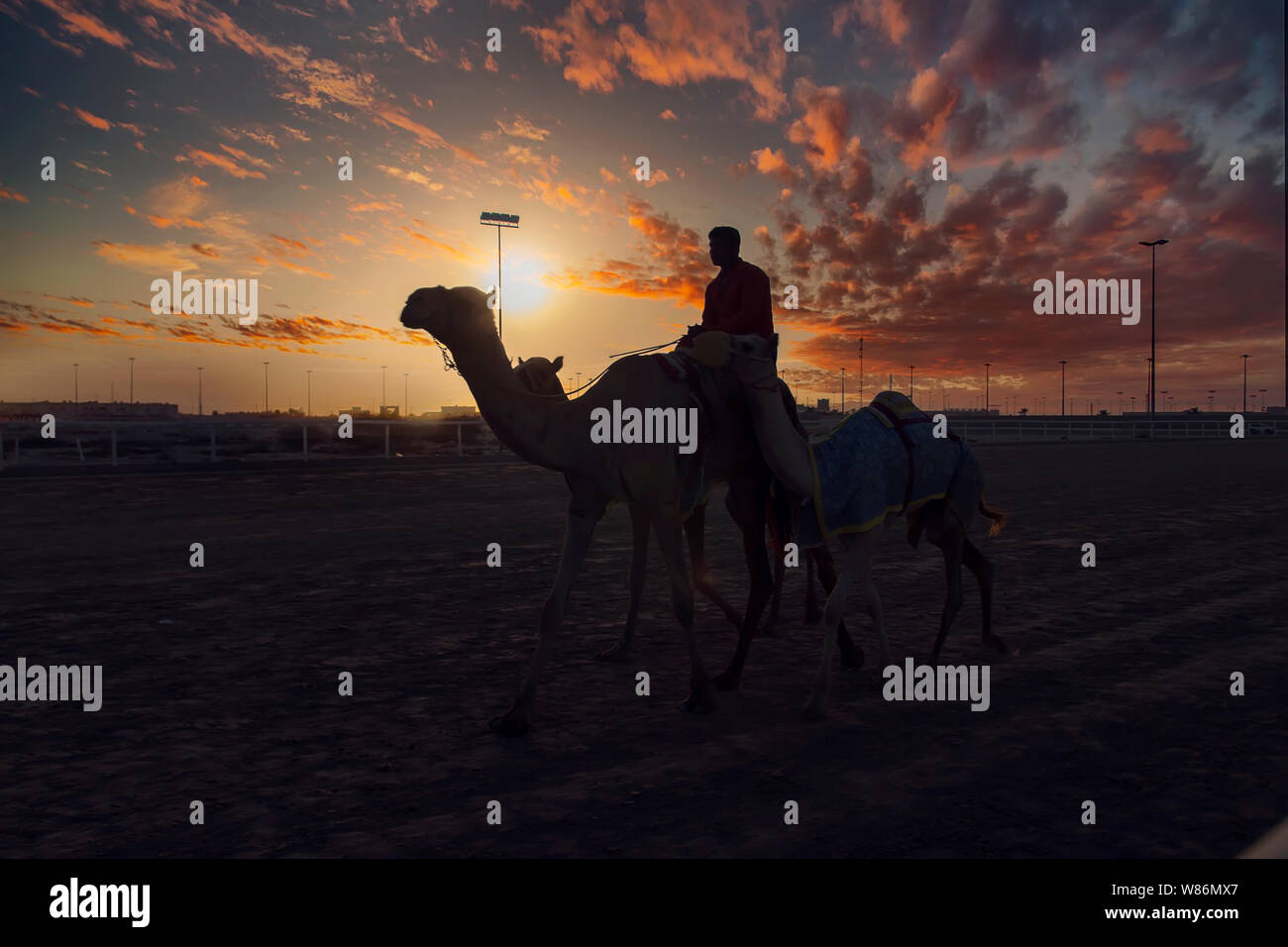 Camel sand track hi-res stock photography and images - Alamy