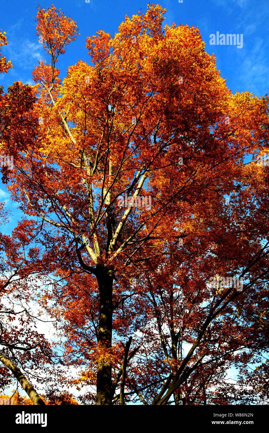--FILE--Landscape of Shennongjia National Nature Reserve in autumn in ...