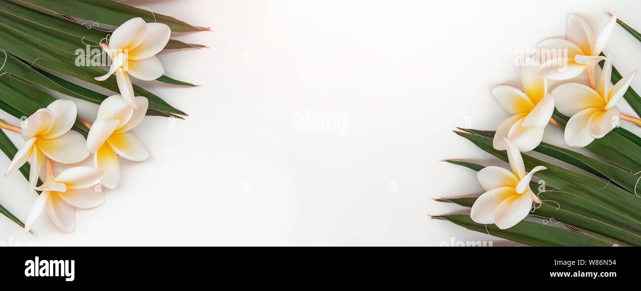 Tropic plumeria flowers and palm leaves on the white background. Banner ...