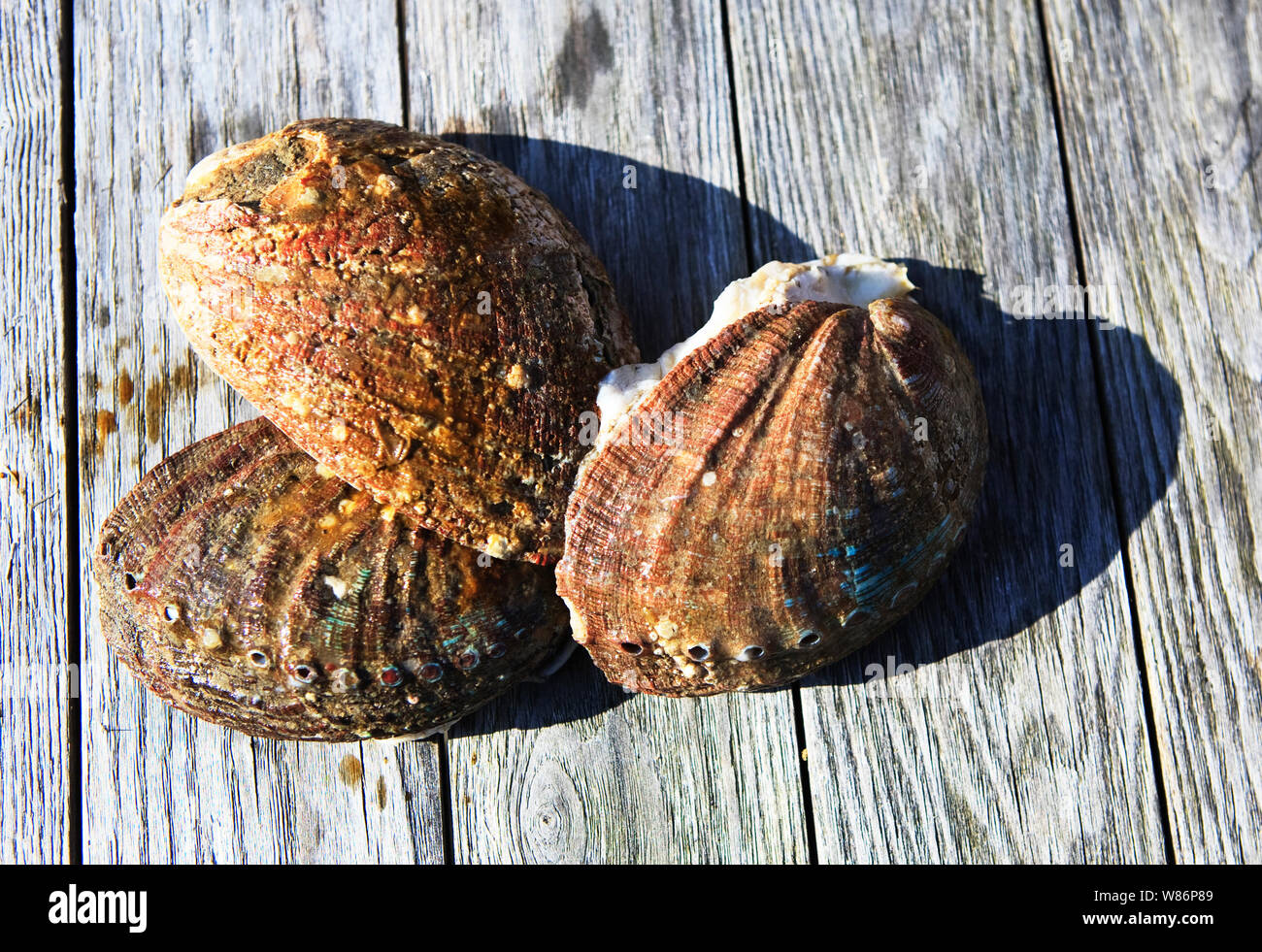 Live abalone hi-res stock photography and images - Alamy