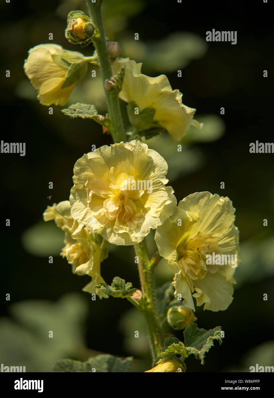 A yellow Hollyhock, one of 60+ varieties of Alcea Stock Photo - Alamy