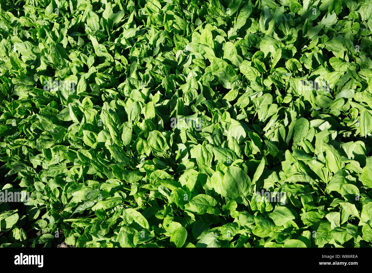 basil herb plants growing in a commercial greenhouse Stock Photo - Alamy