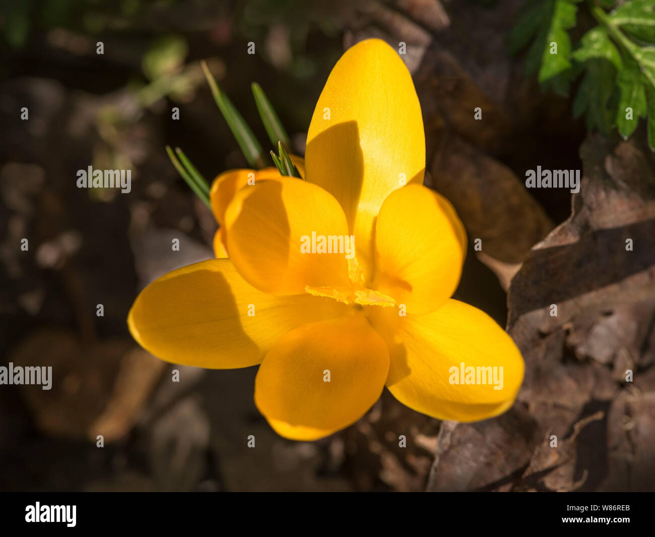 Crocuses herald the arrival of Spring. 90 species. 3 stamens, 1 style ...