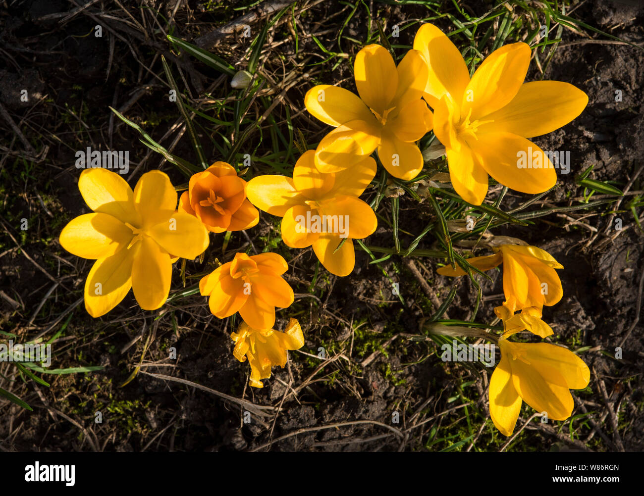 Swathe croci hi-res stock photography and images - Alamy