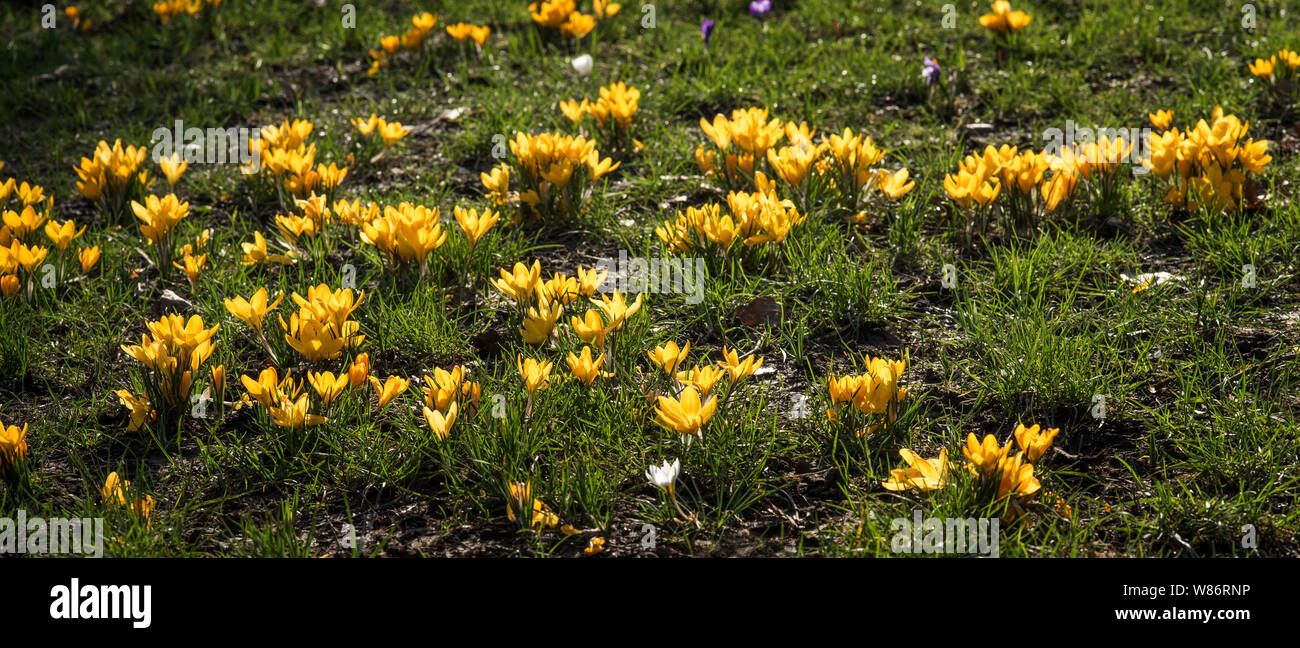 Crocuses herald the arrival of Spring. 90 species. 3 stamens, 1 style ...