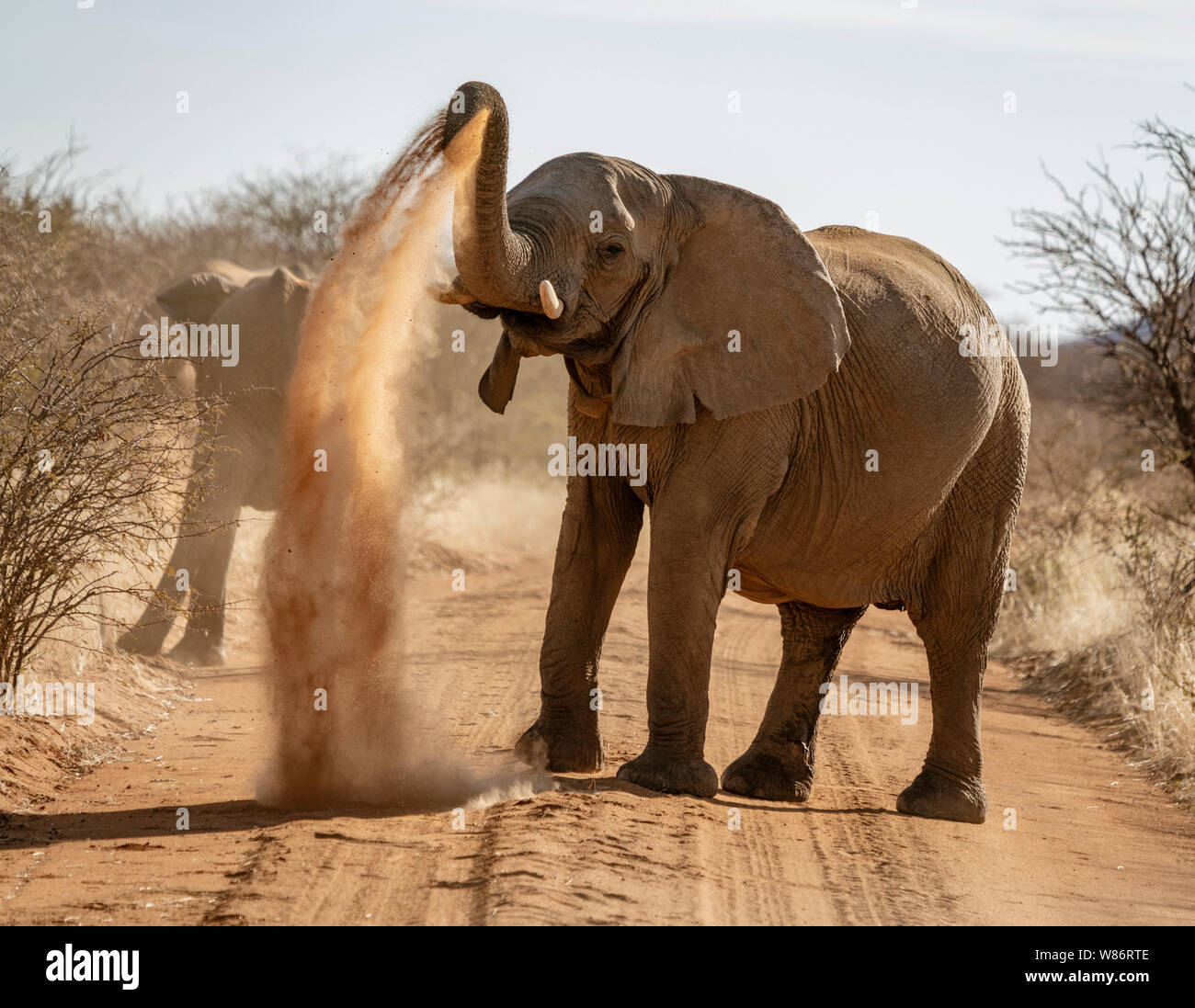 Elephant throws dirt onto its back in order thwart parasites Stock ...