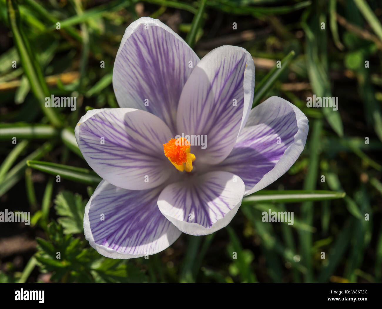 Autumn Crocus Tattoo