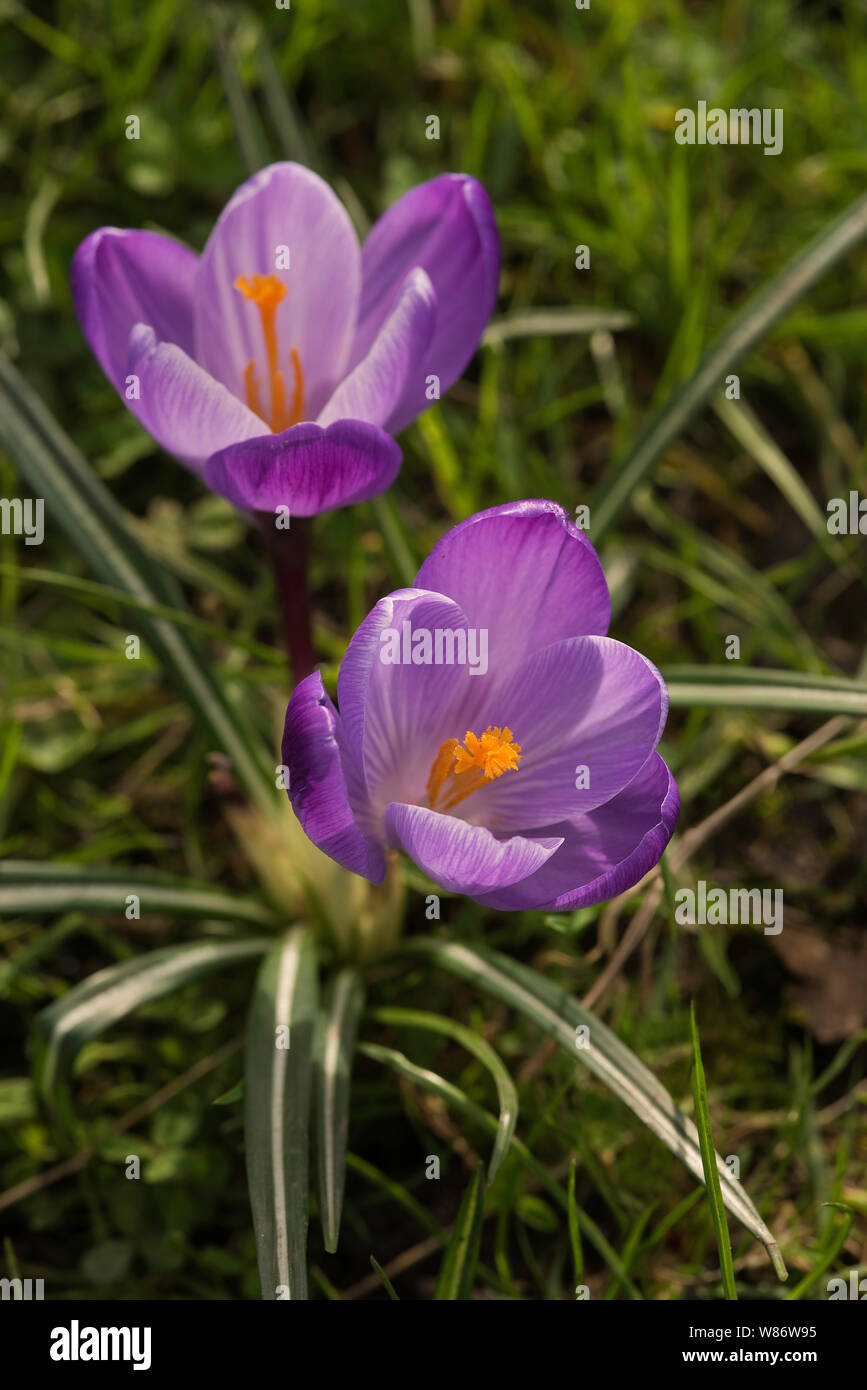 3 croci hi-res stock photography and images - Alamy