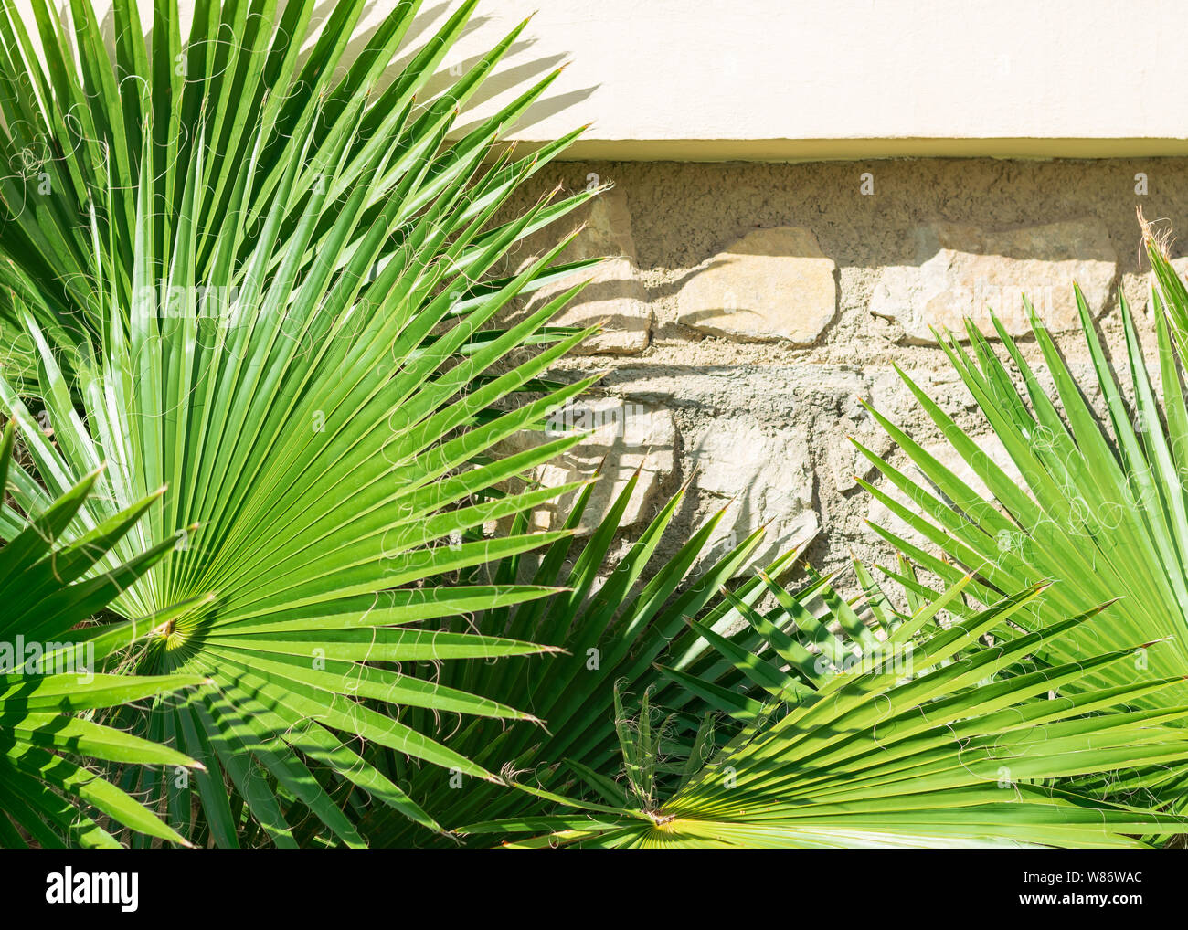Palm tree leaves on a stone wall Stock Photo - Alamy