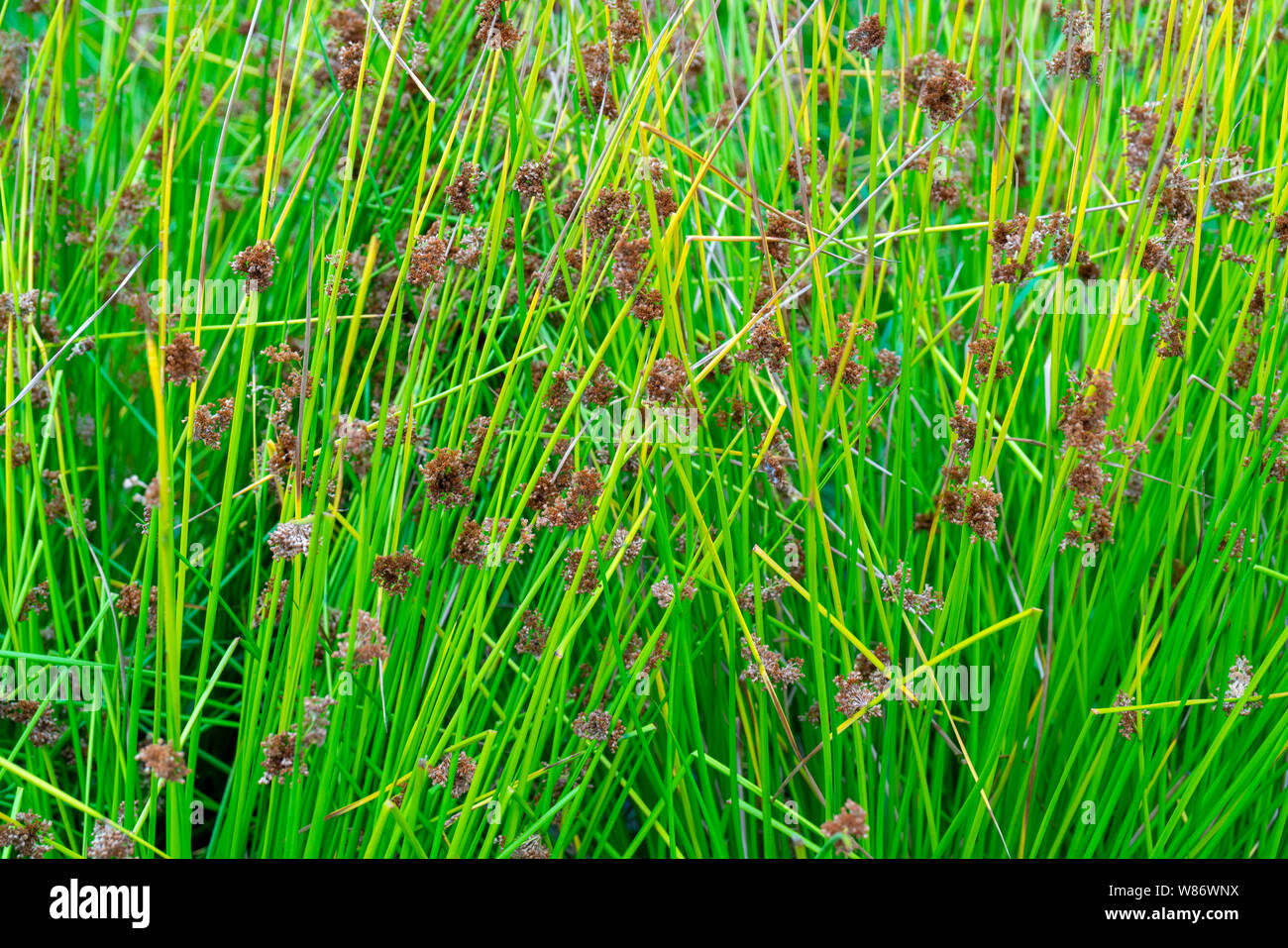 The texture of green grass. Long stems of plants Stock Photo - Alamy