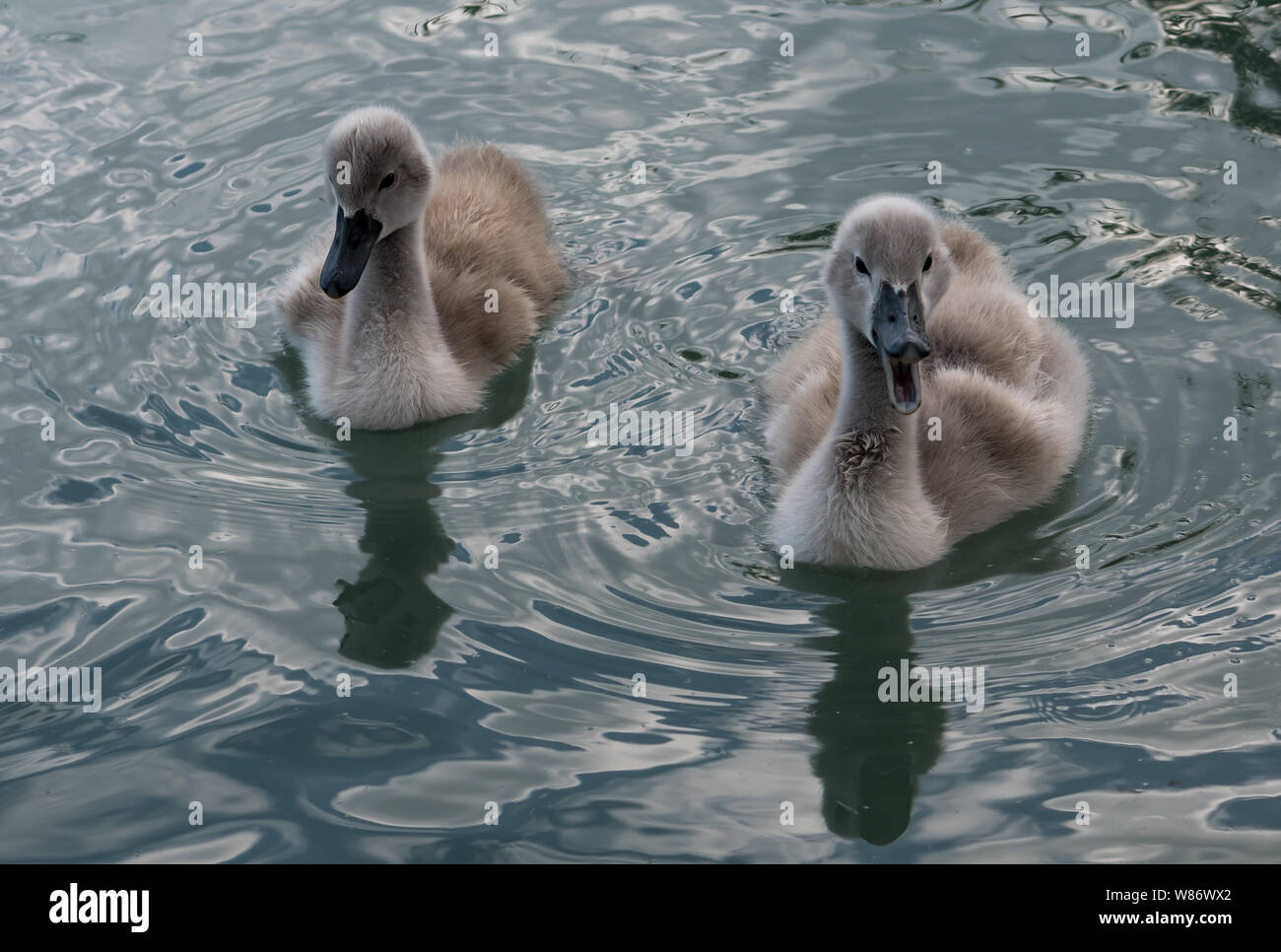Two Cosy Swan Chicks Swimming And Making Noise Stock Photo - Alamy