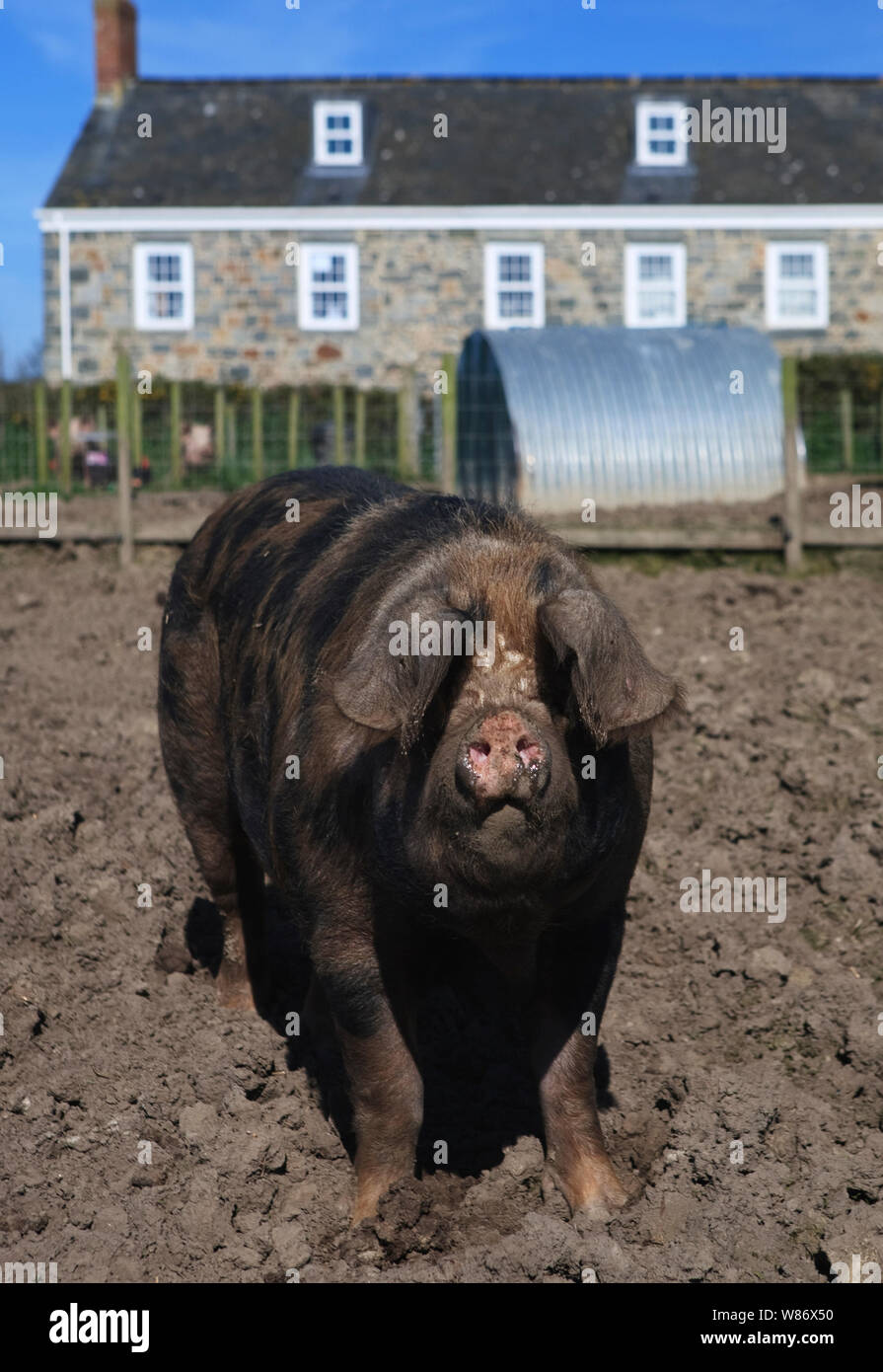 Gloucestershire old spot pig hi-res stock photography and images - Alamy