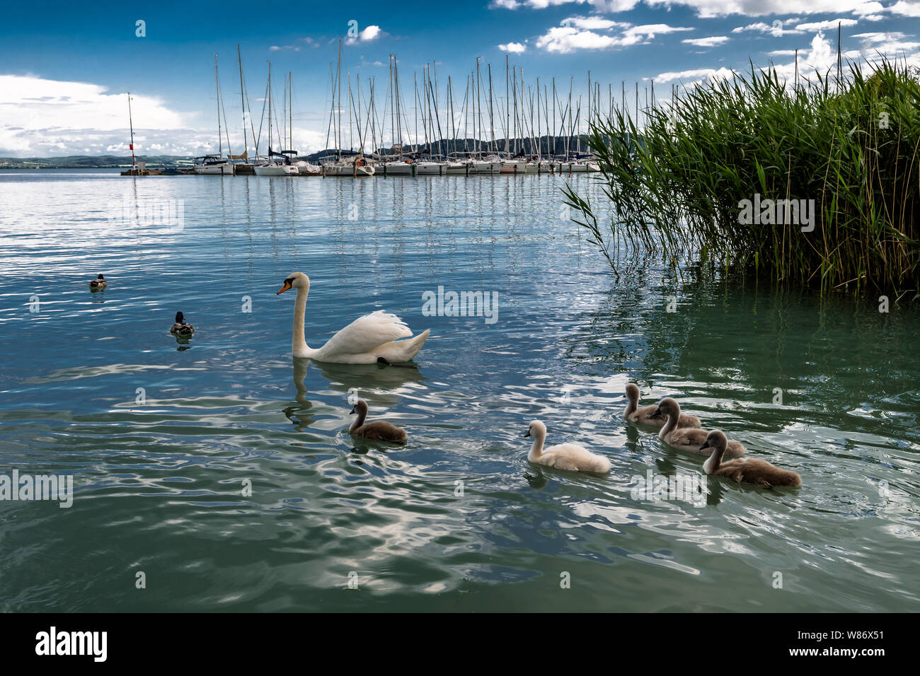 Female Swan With Chicken In Front Of Harbor With Sailboats On Lake ...