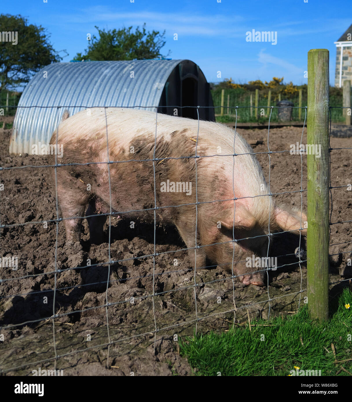 Gloucestershire old spot pigs in the mud on a pig farm Stock Photo - Alamy