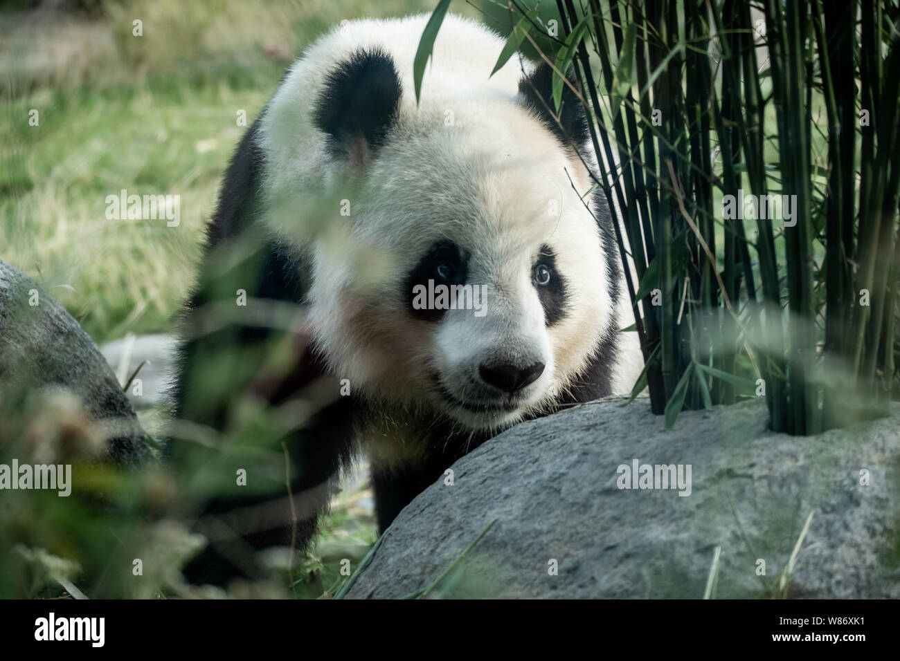 The two new pandas, Mao Sun and Xing Er (pictured) , seen in Copenhagen ...