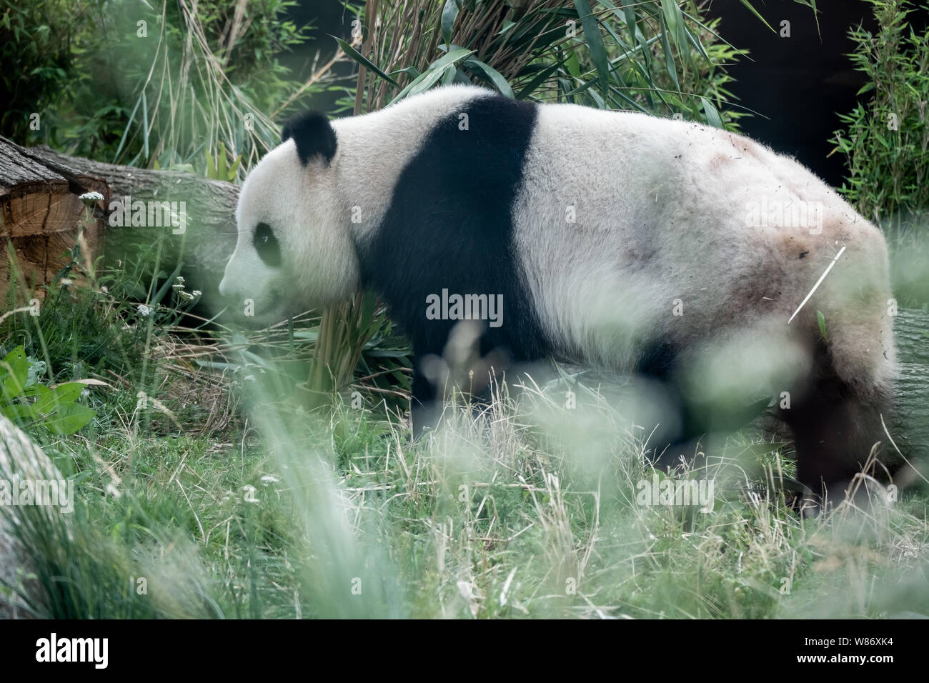 The two new pandas, Mao Sun and Xing Er (pictured) , seen in Copenhagen ...
