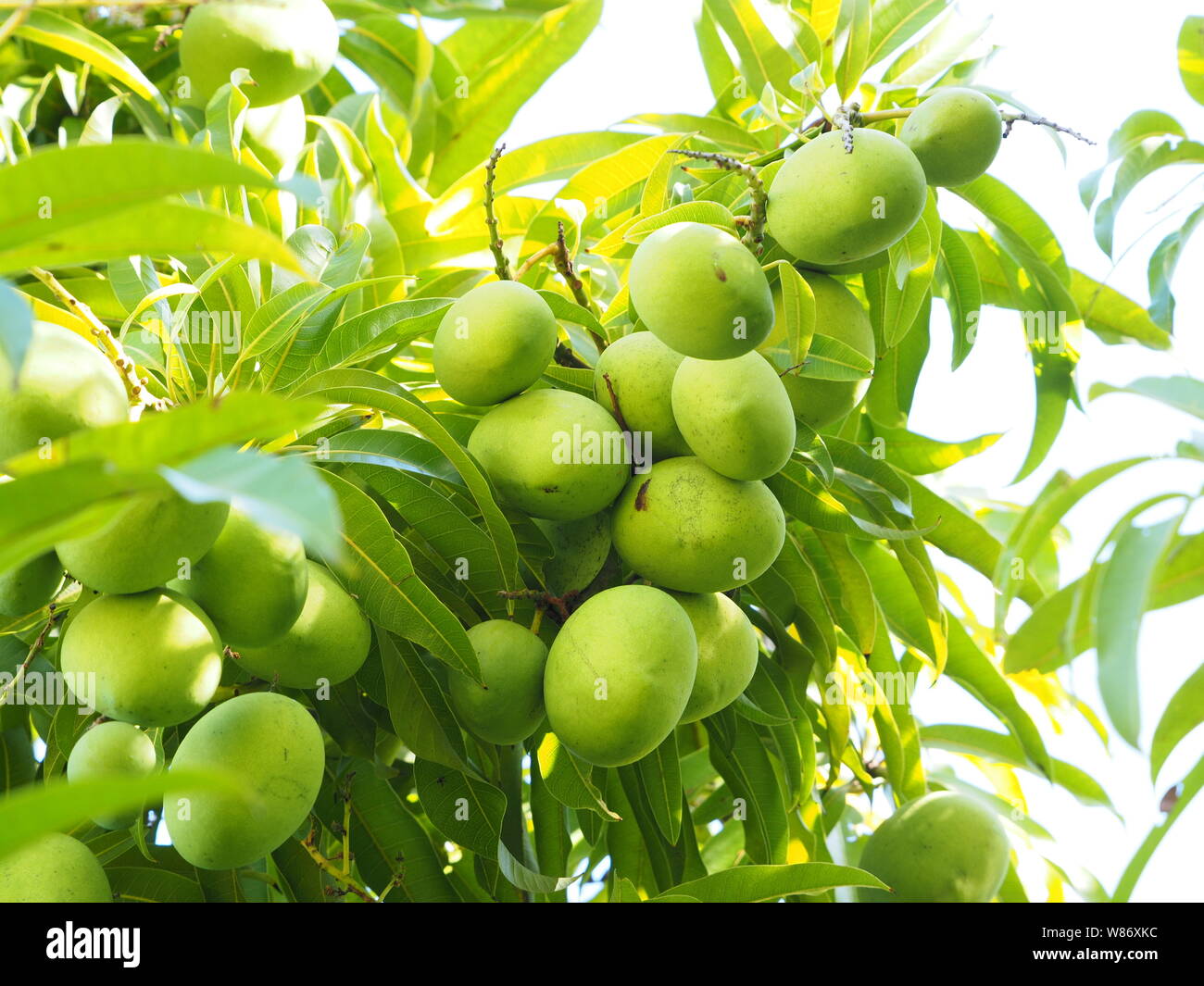 Mango farm hi-res stock photography and images - Alamy