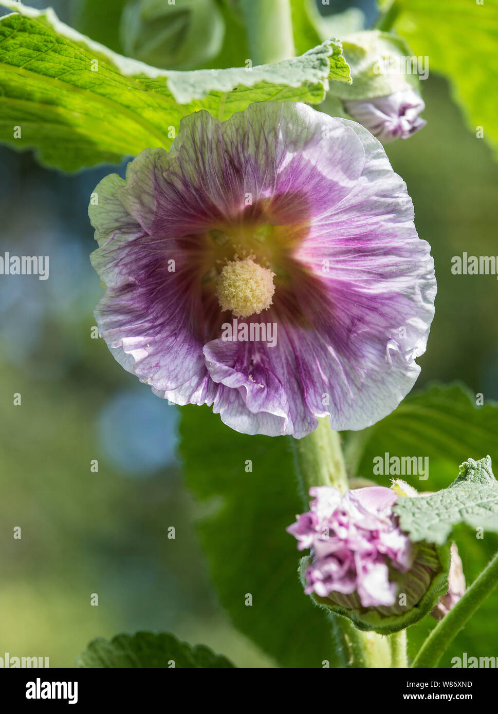 A purple and white Hollyhock, one of 60+ varieties of Alcea Stock Photo ...