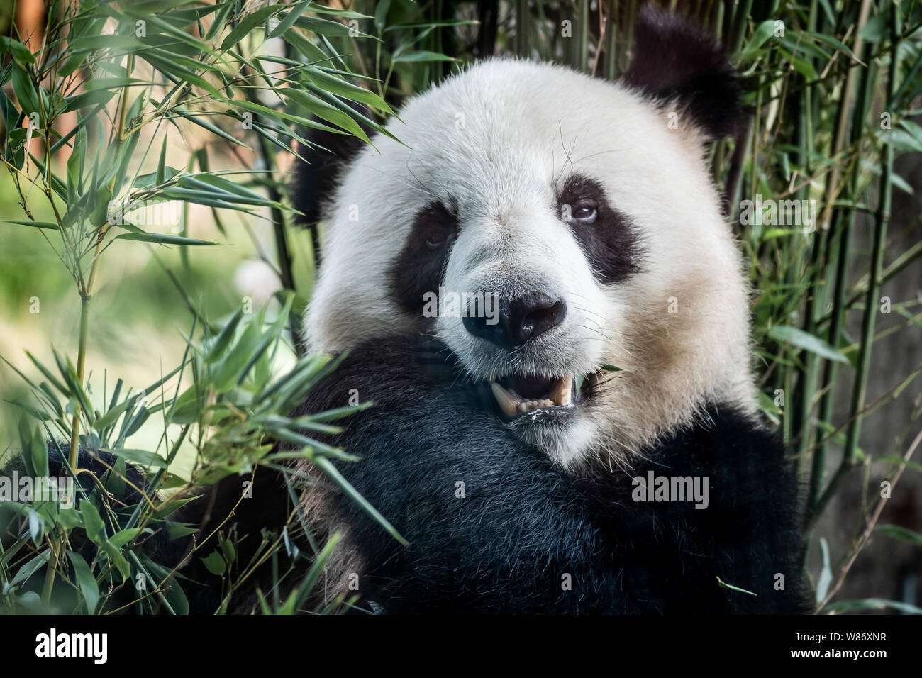 The two new pandas, Mao Sun and Xing Er (pictured) , seen in Copenhagen ...
