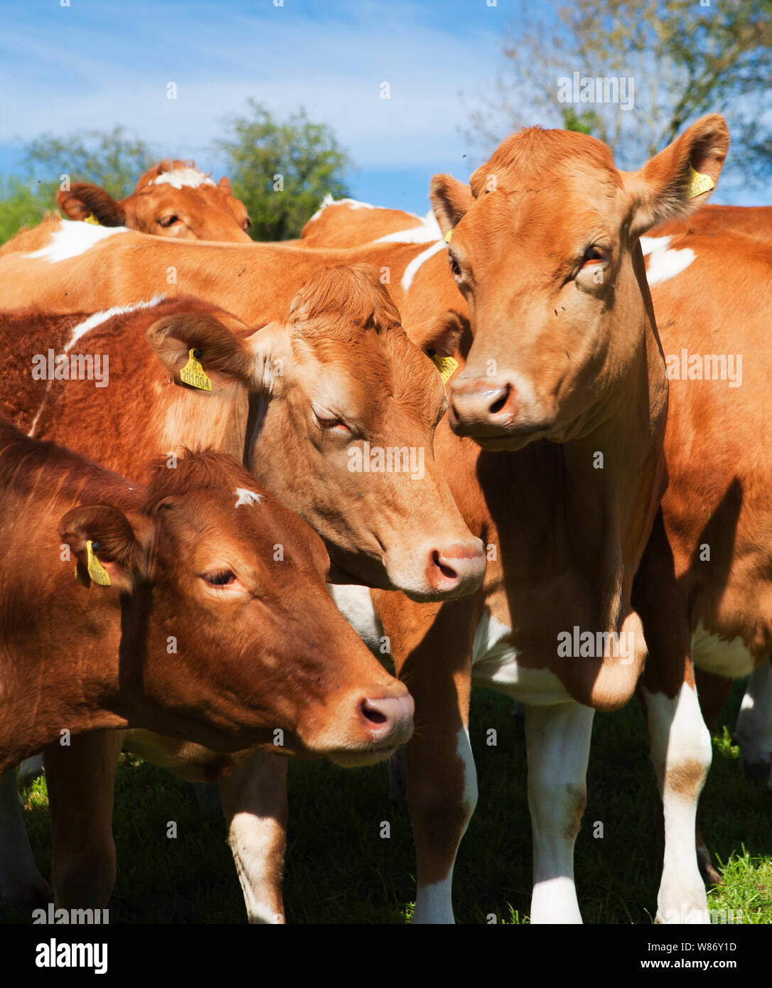 a herd of guernsey cows in a field in the summer sun - on the island of ...