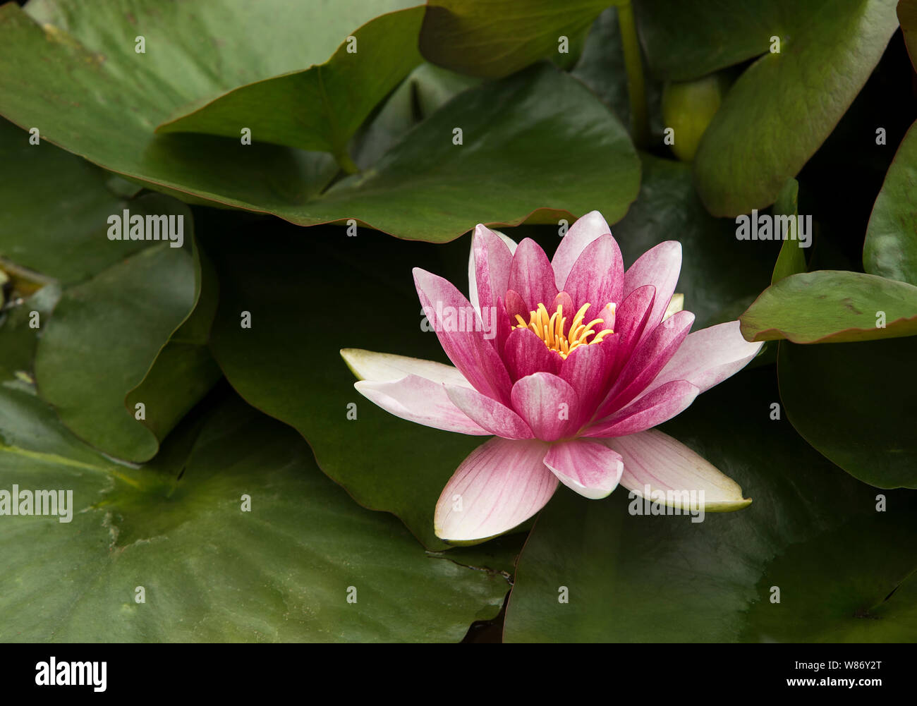 Red Waterlily - Nymphaea Attraction. Flowers June - September Stock ...