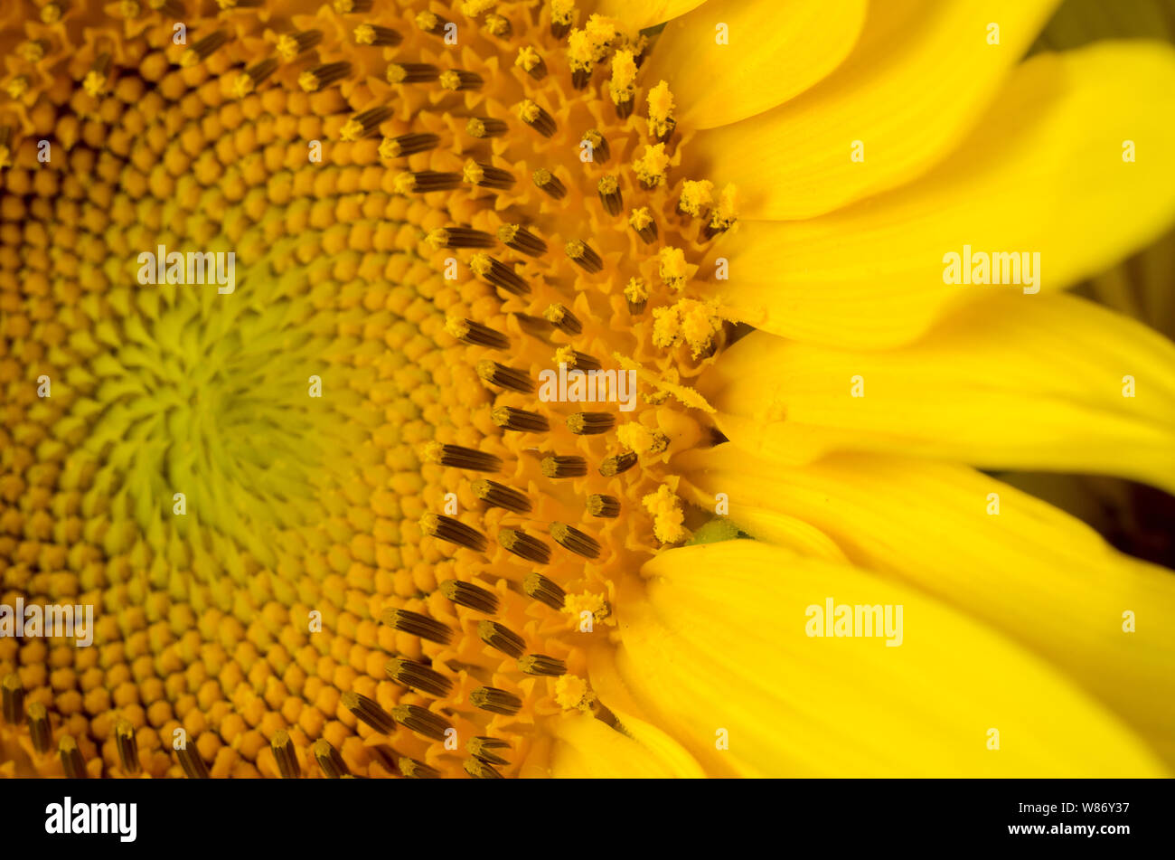 Sunflower middle pattern hi-res stock photography and images - Alamy