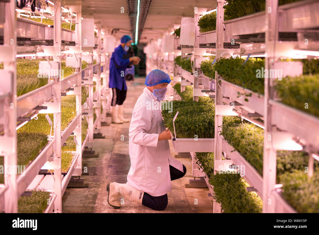 Growing Underground’s vertical farm 100 feet below ground in Clapham ...