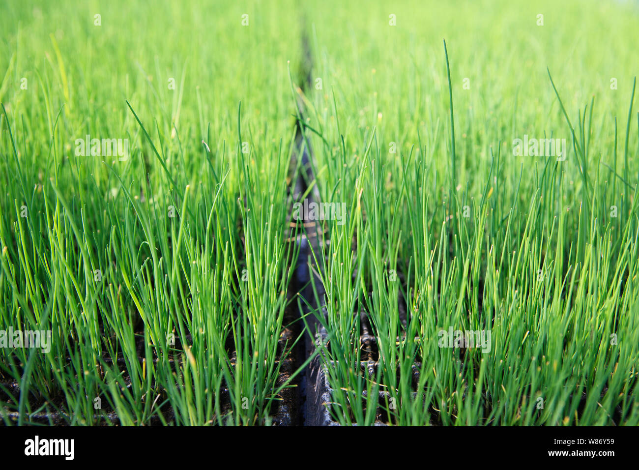 Chives food fresh herb hi-res stock photography and images - Alamy