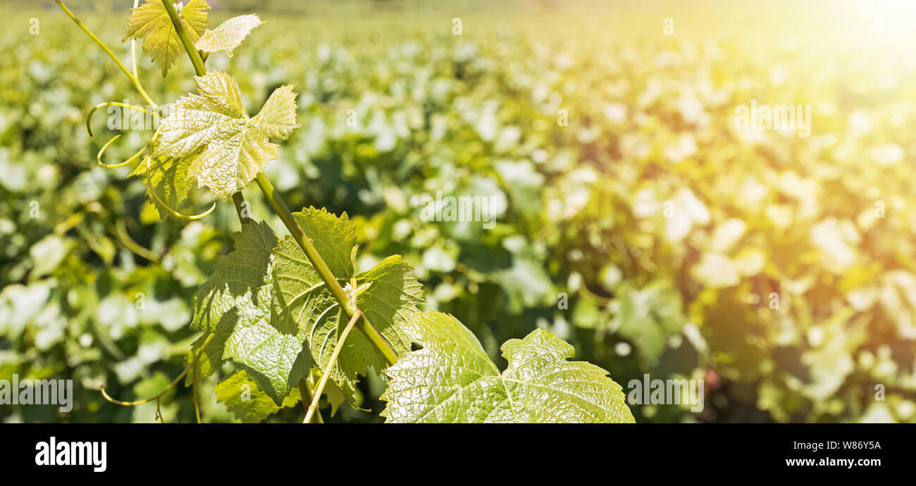 Vineyard winery blur hi-res stock photography and images - Alamy