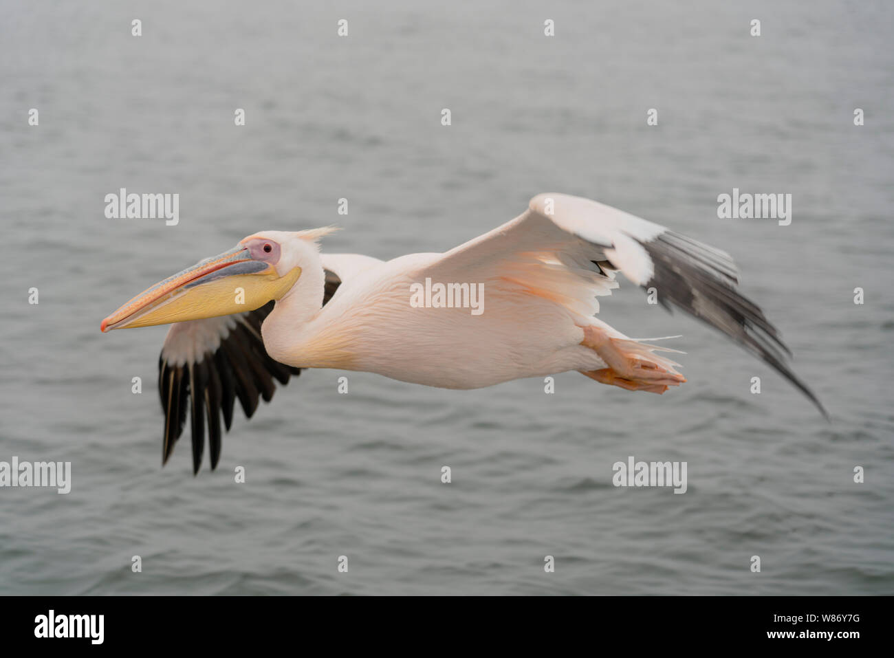 Great White Pelicans in flight in Namibia Stock Photo - Alamy