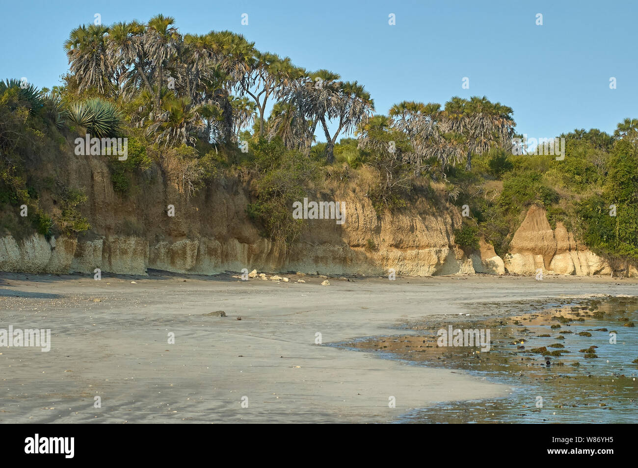 Limestone overgrown with palm trees and scrub Stock Photo - Alamy