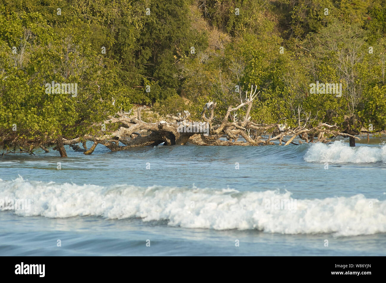 Dead mangrove tree at high tide Stock Photo - Alamy