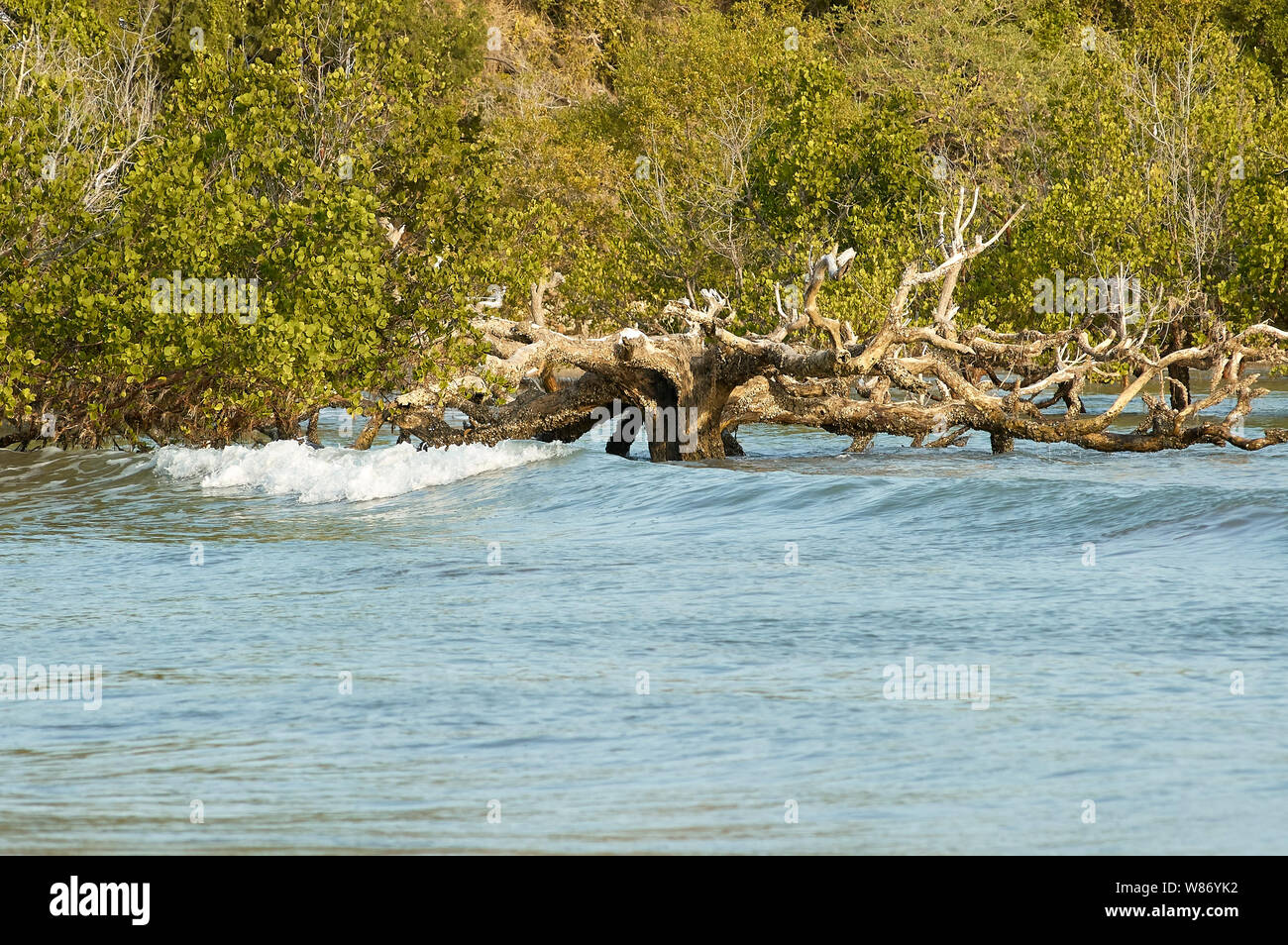 Dead mangrove tree at high tide Stock Photo - Alamy