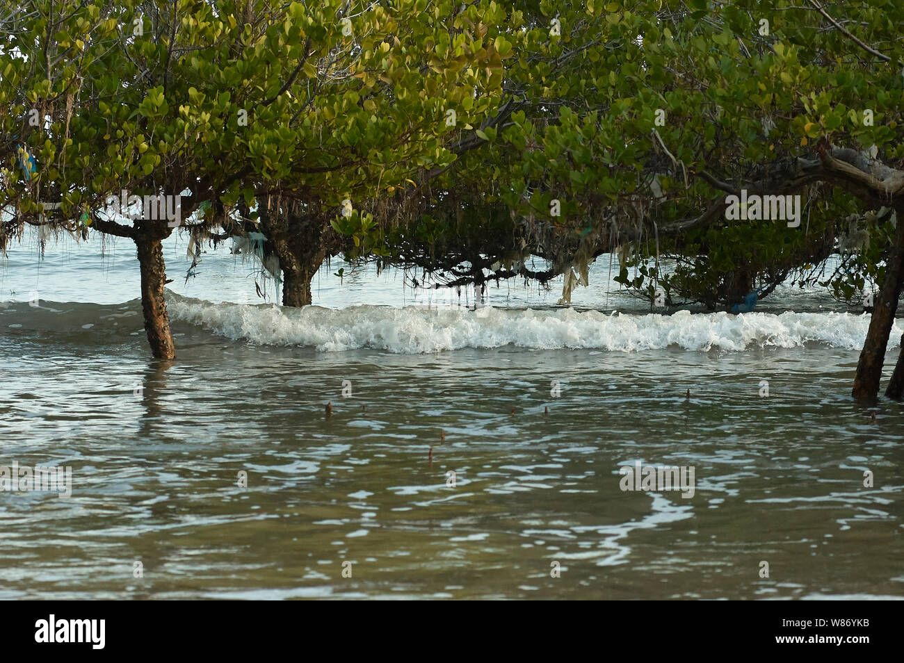 Mangrove high tide hi-res stock photography and images - Alamy