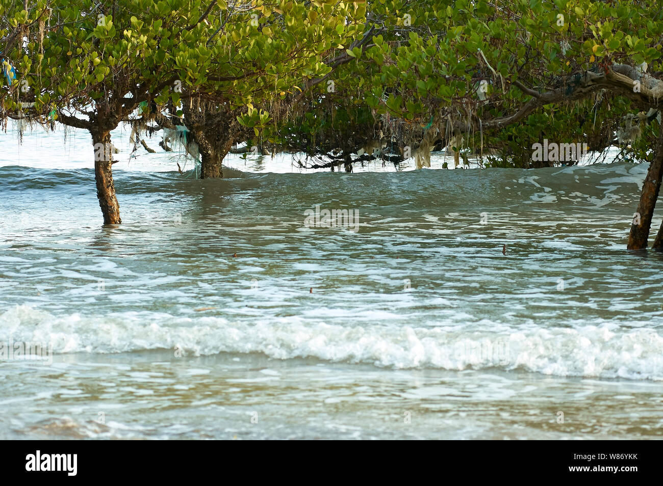 Rhizophora mucronata hi-res stock photography and images - Alamy
