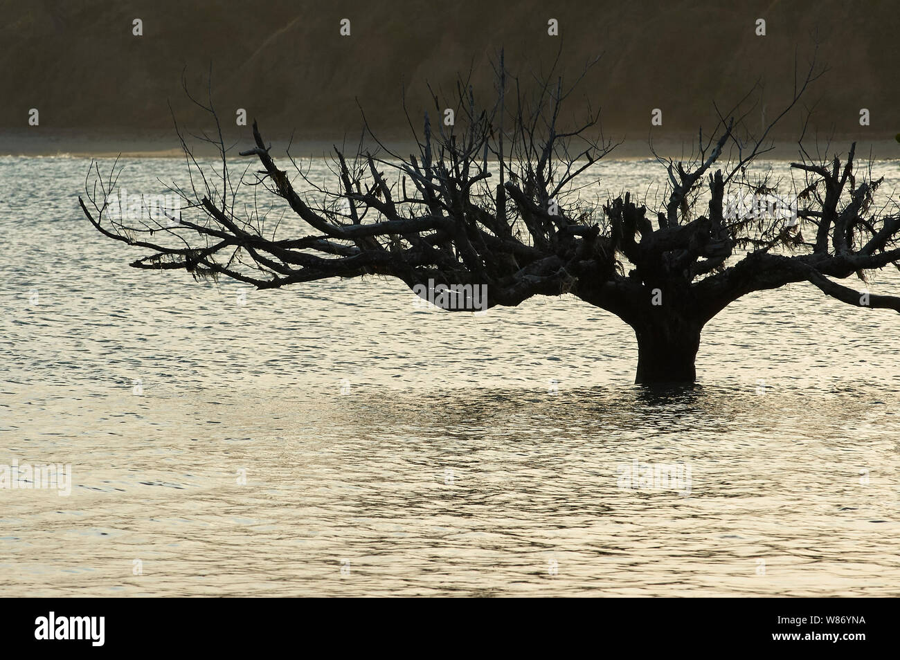 Dead mangrove tree at high tide Stock Photo - Alamy