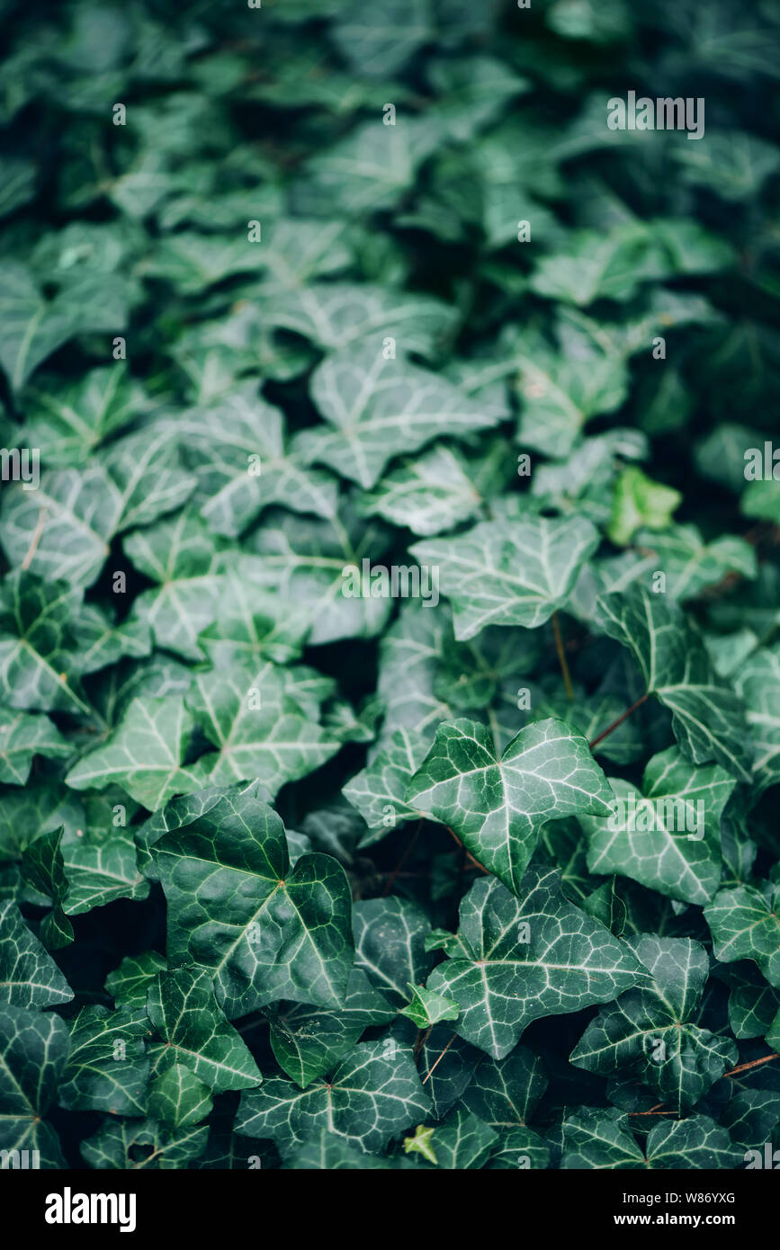 Nature concept. Top view. Green leaves texture. Tropical leaf ...