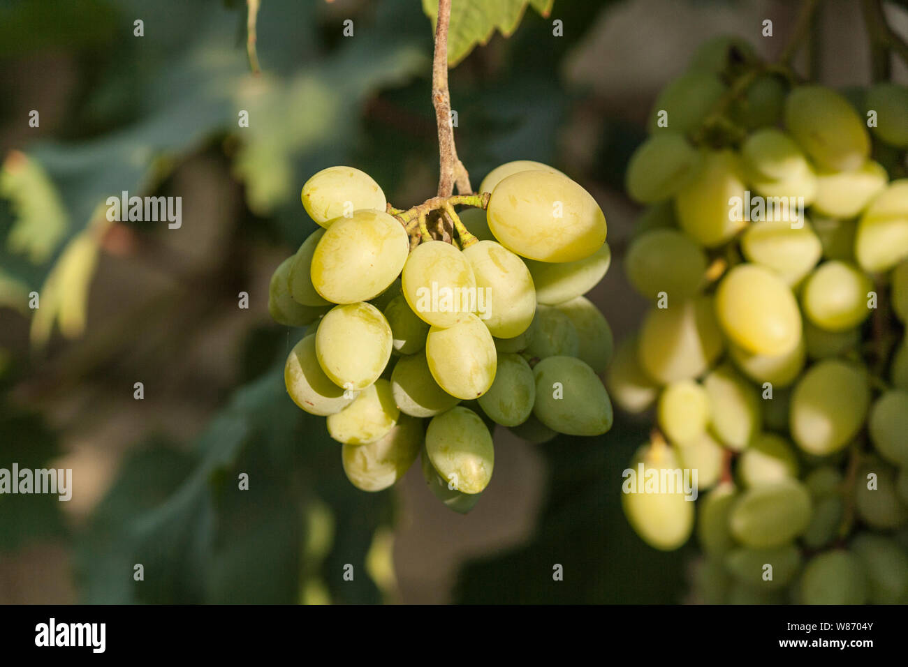 Young little green grapes hi-res stock photography and images - Alamy