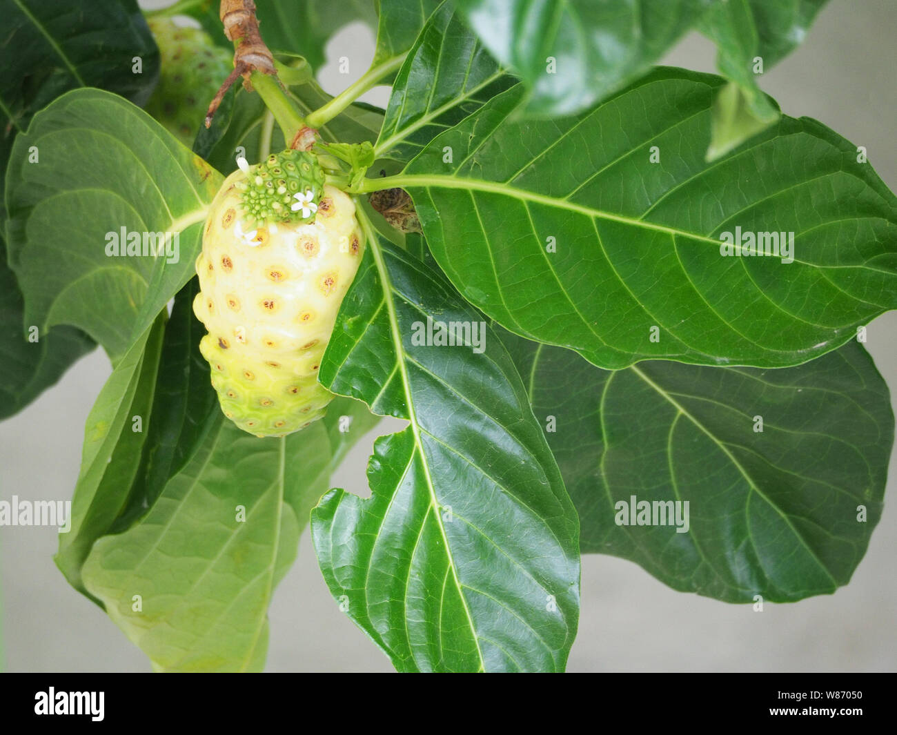 Beach mulberry hi-res stock photography and images - Alamy