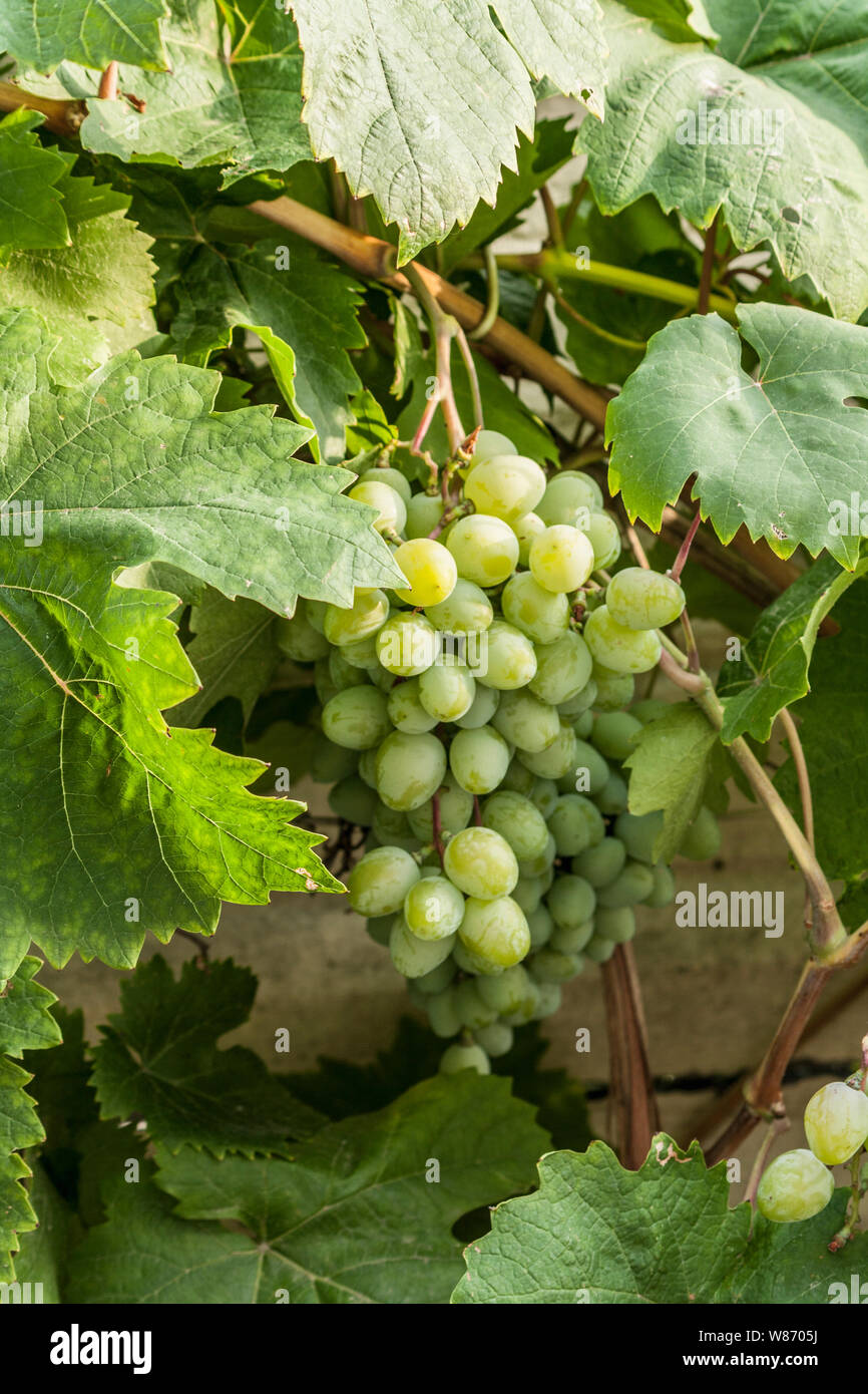 Small bunches of young green grapes with leaves in the garden Stock ...