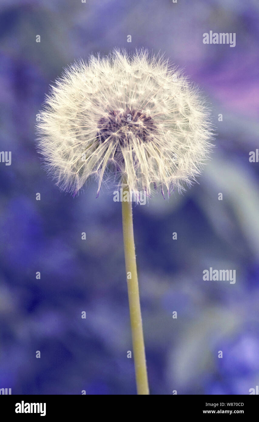 A Dandelion ( Taraxacum officinale ) seed head with a blue / purple ...