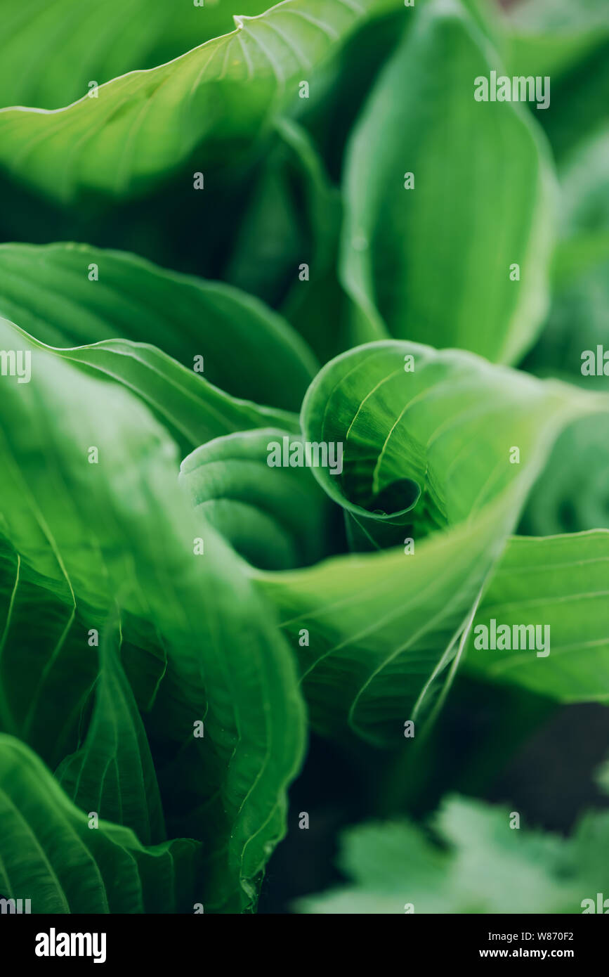 Nature concept. Top view. Green leaves texture. Tropical leaf ...