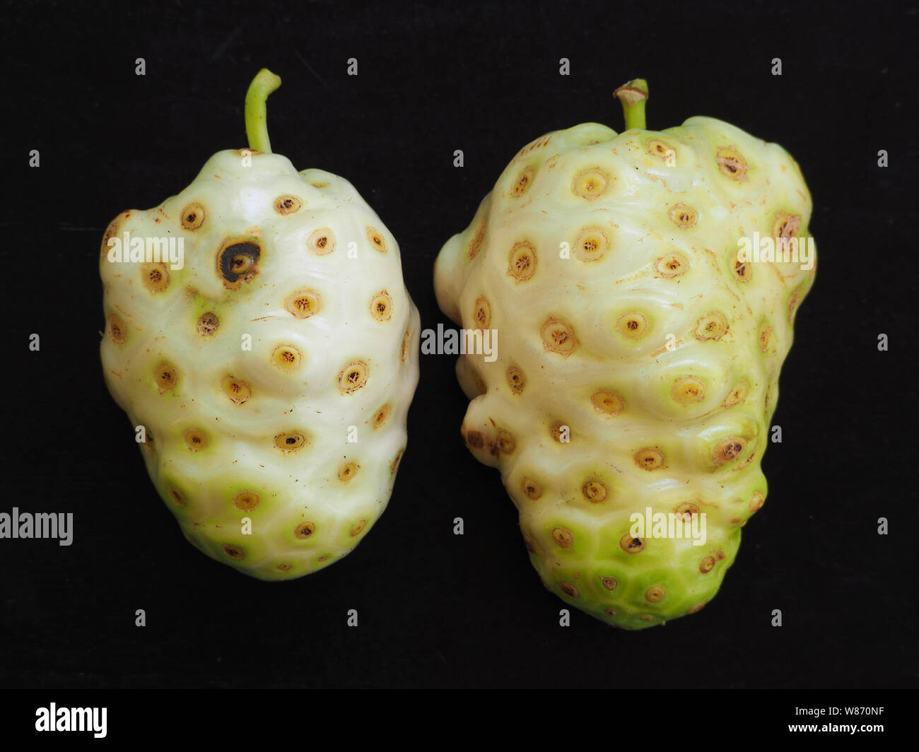 Noni plant hi-res stock photography and images - Alamy