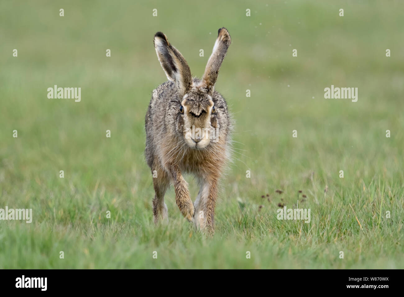 European hare running hi-res stock photography and images - Alamy