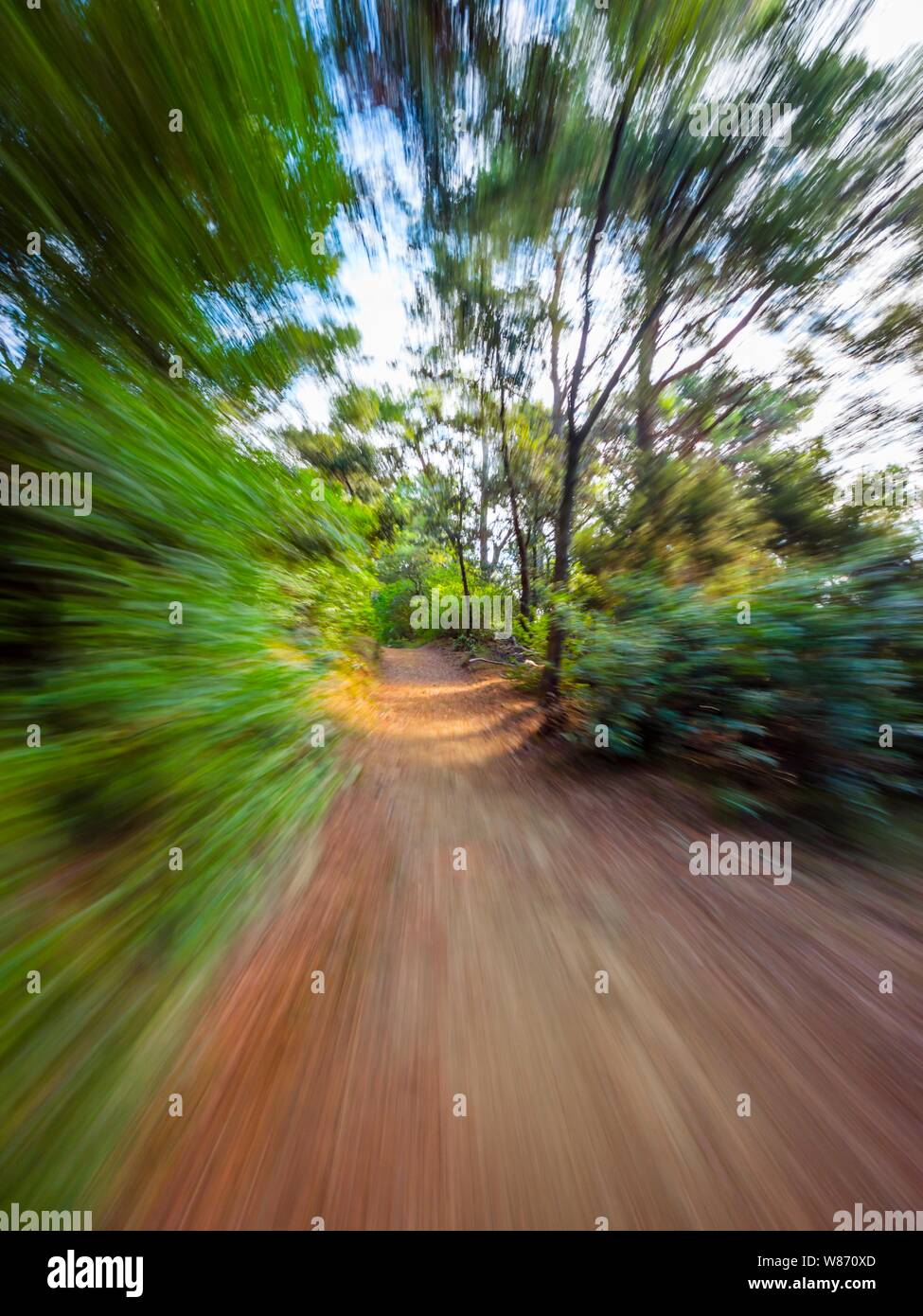 Green forest countryside path pathway speeding through dense trees ...